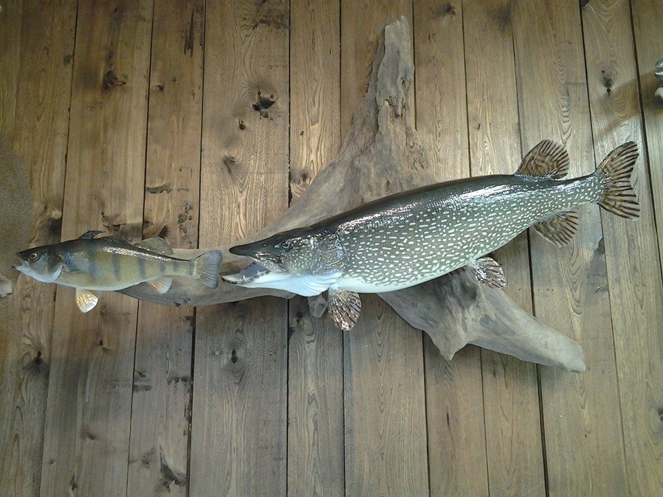 Fish – Artistic Taxidermy